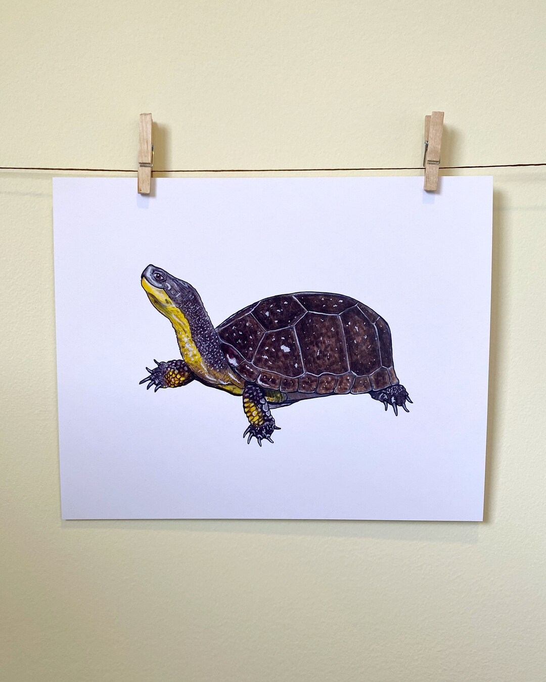 Blanding's Turtle Art Print // 8x10 // Turtle Art Print // Wildlife Art ...