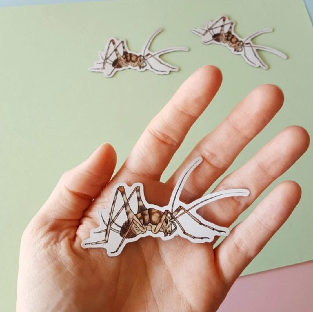 Cave Cricket Magnet // Bug Gift // Crickets // Wildlife Magnets ...