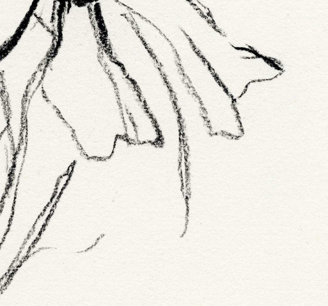 Daisy Flower Charcoal Line Art Print by Weronika Zubek Flower Sketch ...