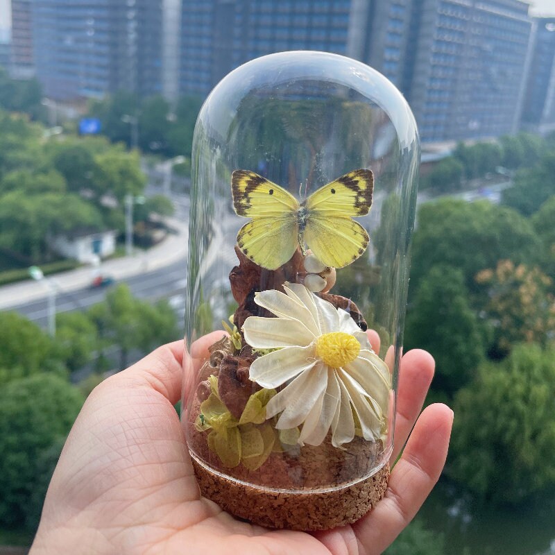 Insect Decor - Etsy