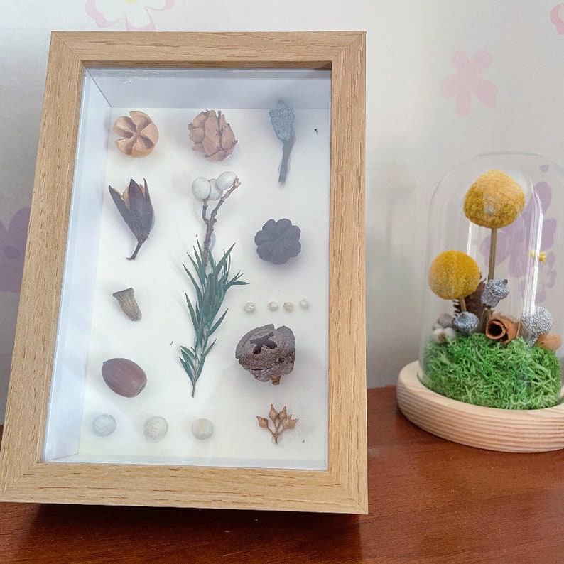 Dried Seed Pods Frame for Decorations/wall Craft Decor/seedpods and ...