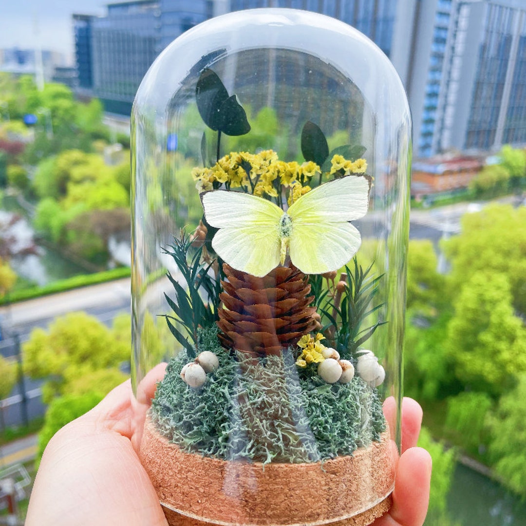Real Butterfly Specimen Dome Home Decor Dried Plant Gift/butterfly ...