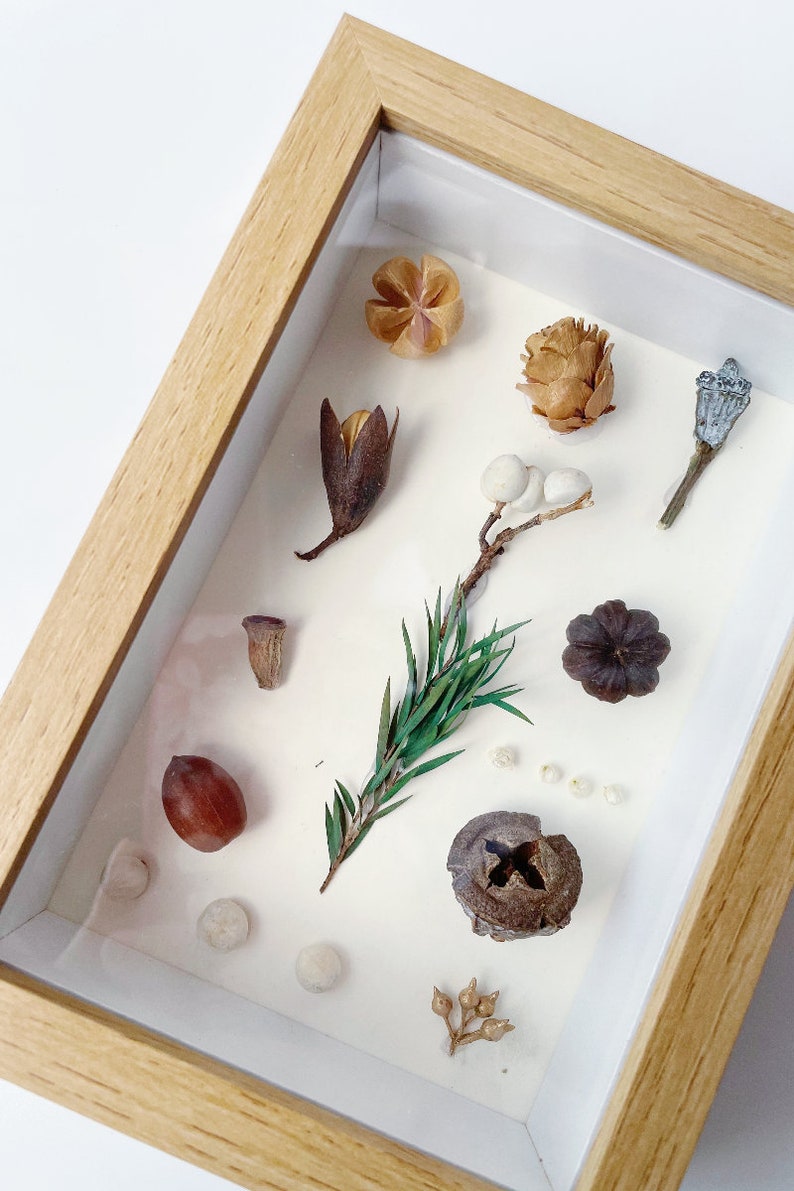 Dried Seed Pods Frame for Decorations/wall Craft Decor/seedpods and ...