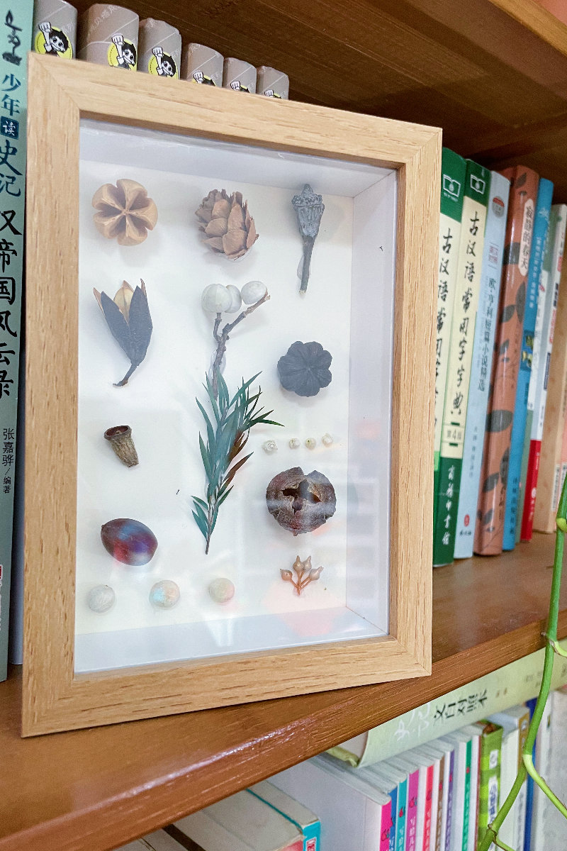 Dried Seed Pods Frame for Decorations/wall Craft Decor/seedpods and ...