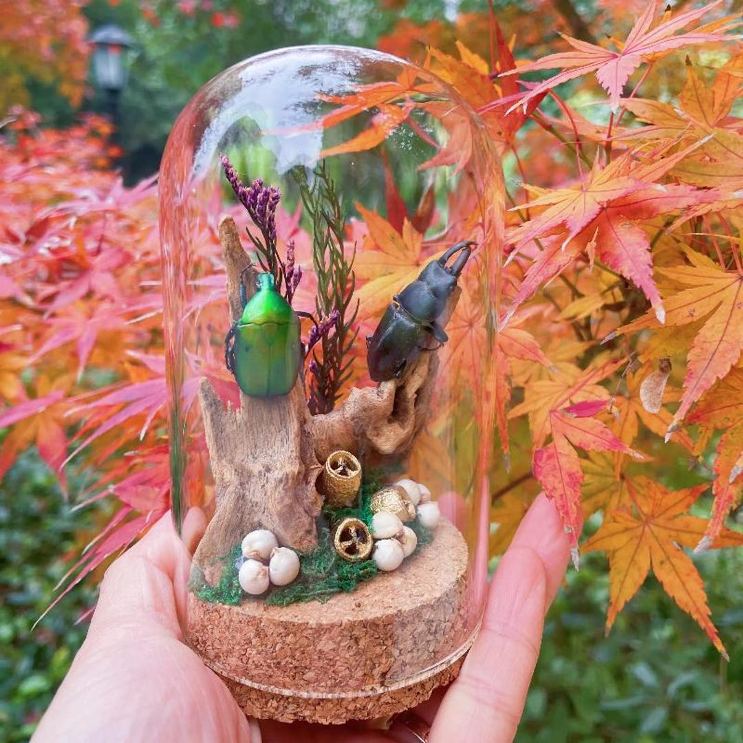 Preserved Beetles in Glass Dome/handmade Insect Specimen Christmas Gift ...