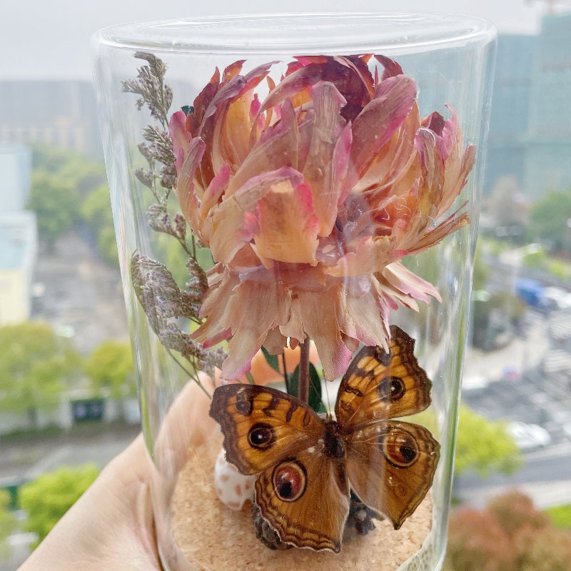 Dried Butterflies - Etsy