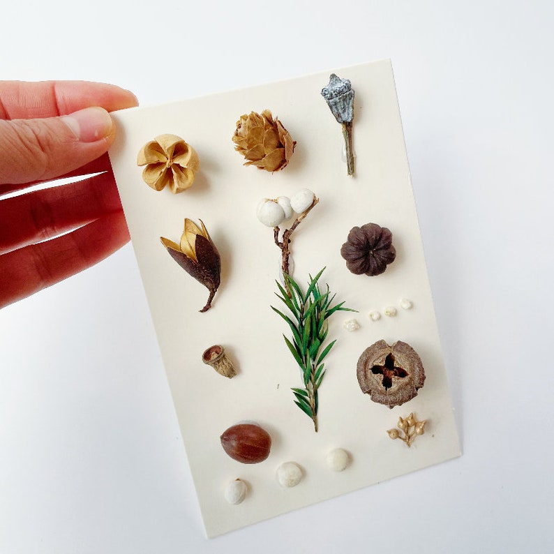 Dried Seed Pods Frame for Decorations/wall Craft Decor/seedpods and ...