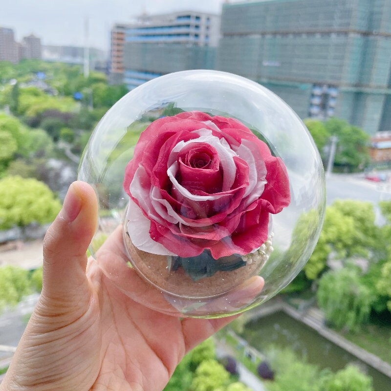 Rose in Glass Dome - Etsy