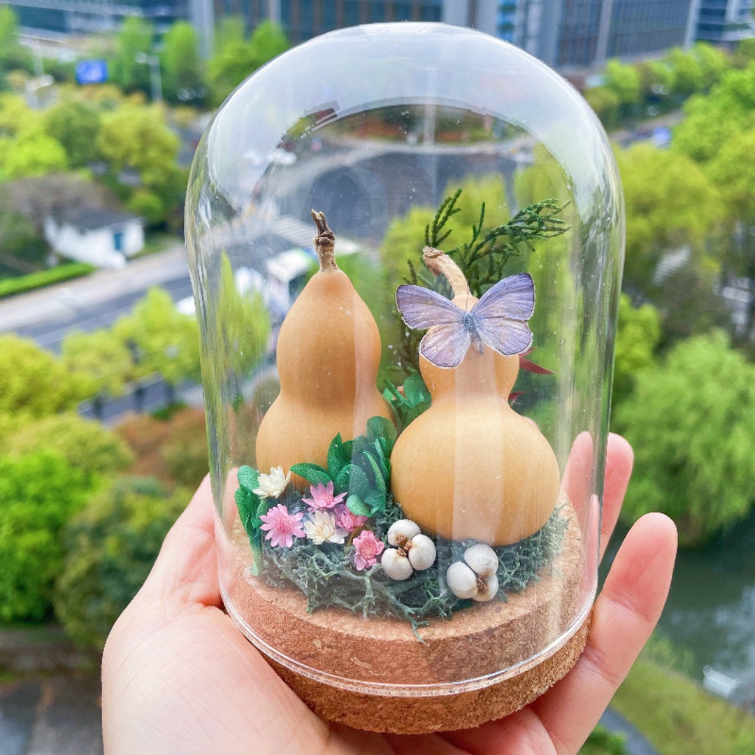 Preserved Blue-grey Butterfly Specimen in Glass Dome With Dried Gourd ...
