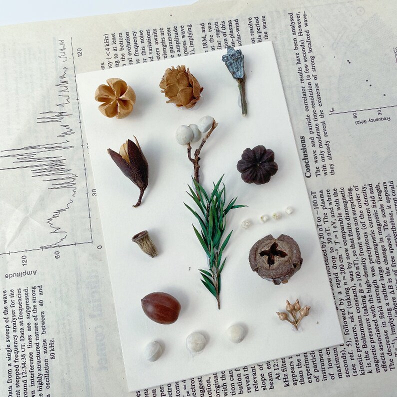 Dried Seed Pods Frame for Decorations/wall Craft Decor/seedpods and ...