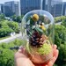 PRESERVED ROSE Bouquet Glass Dome/blue Dried Flower Bouquet Arrangement ...