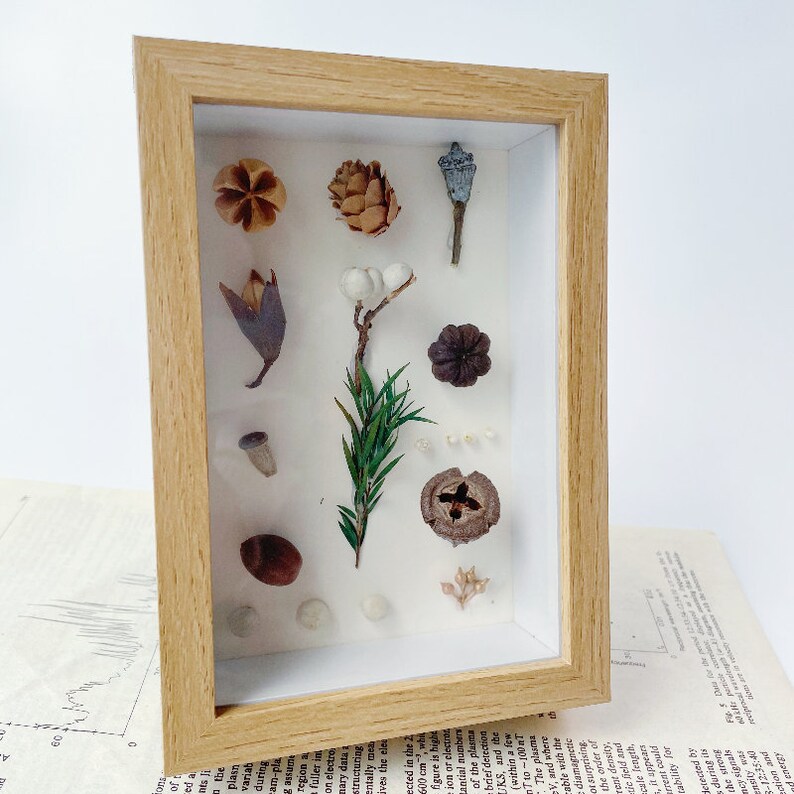 Dried Seed Pods Frame for Decorations/wall Craft Decor/seedpods and ...