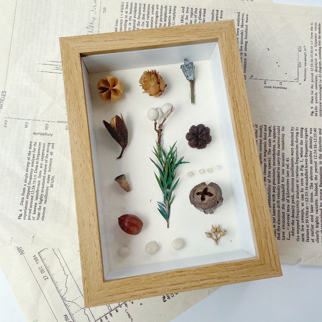 Dried Seed Pods Frame for Decorations/wall Craft Decor/seedpods and ...