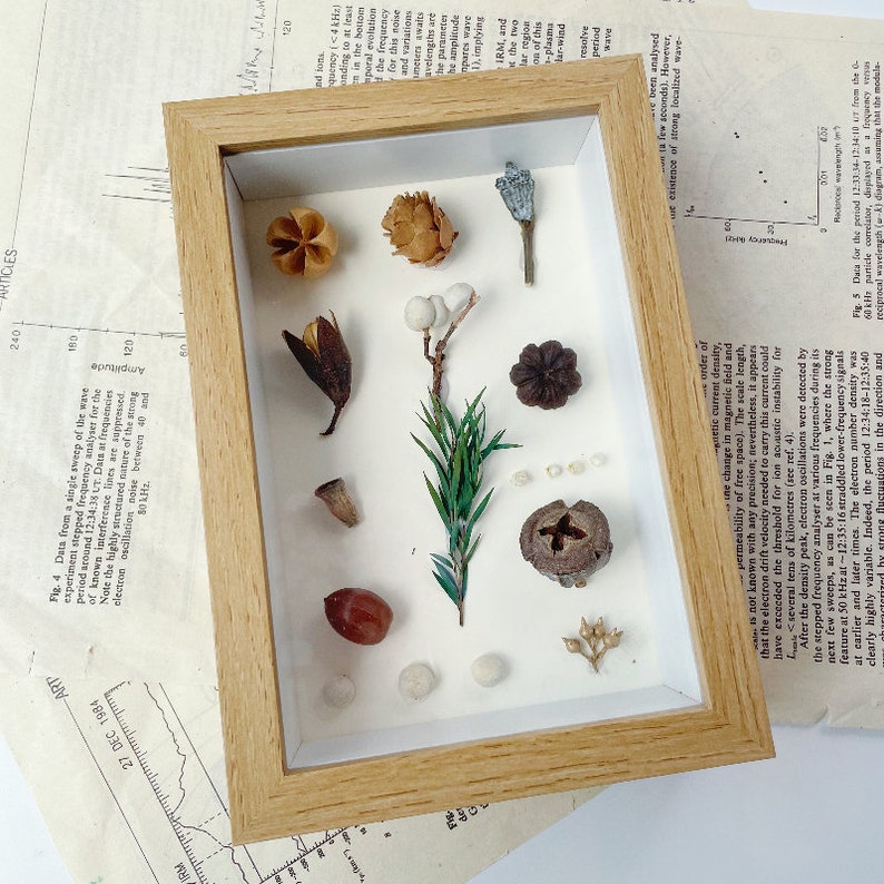 Dried Seed Pods Frame for Decorations/wall Craft Decor/seedpods and ...