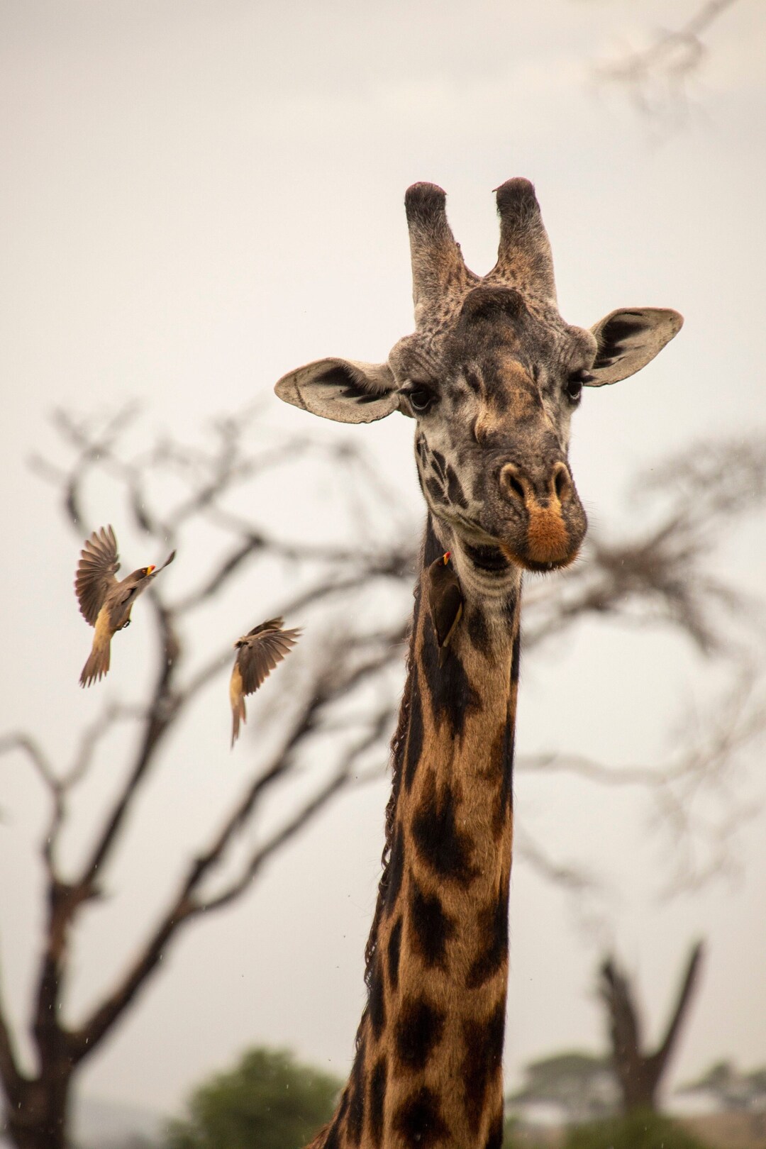 African Giraffe and Birds Photography - Etsy