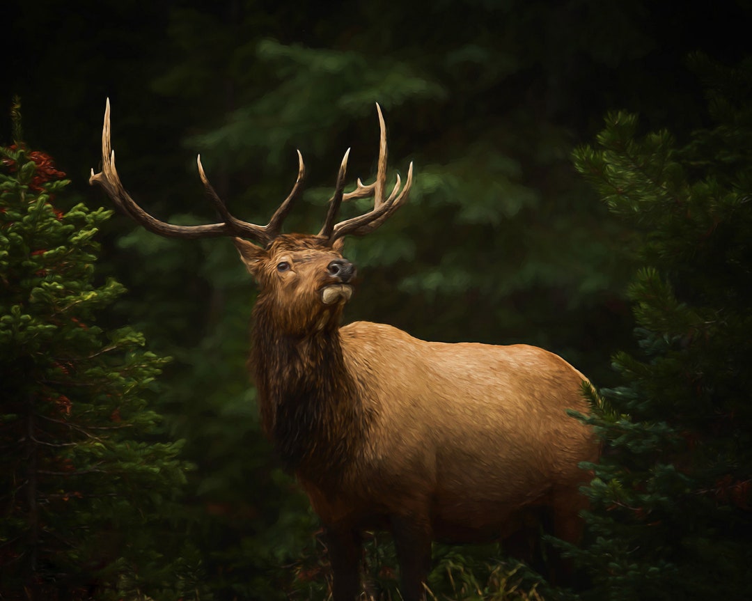 Fine Art Elk Print Etsy