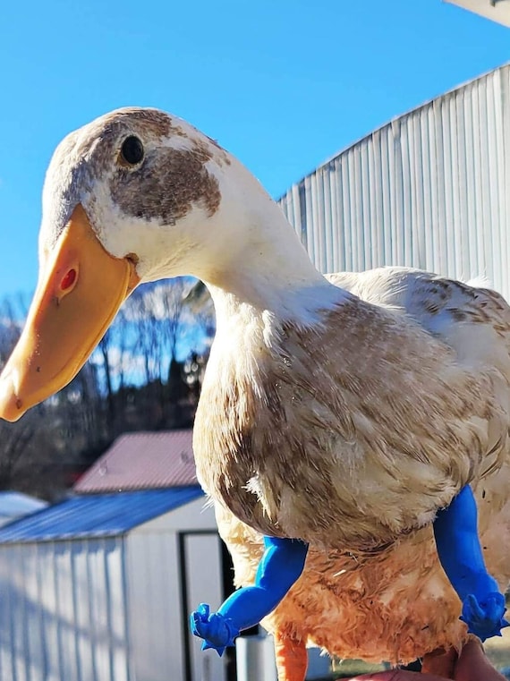 Duck With Arms