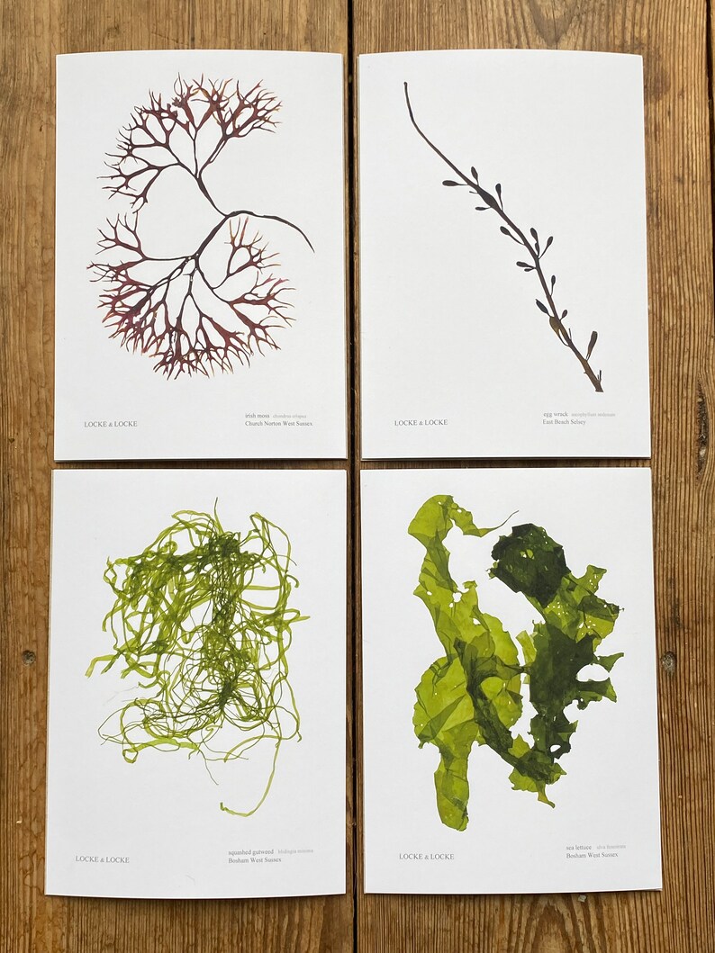 Pressed Seaweed Print - Squashed Gutweed, Bosham, West Sussex - Etsy