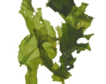 Pressed Seaweed Print - Squashed Gutweed, Bosham, West Sussex - Etsy