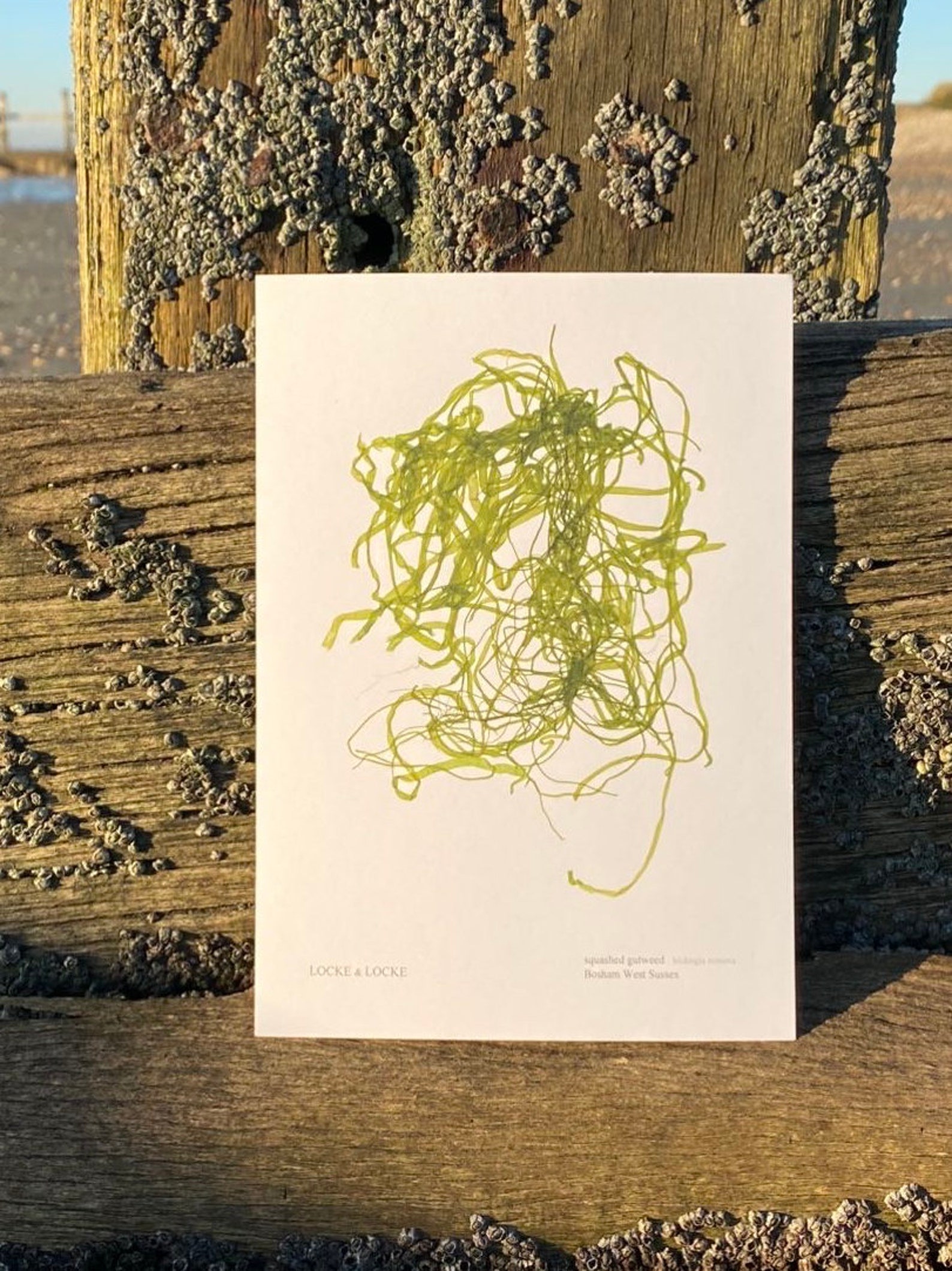Pressed Seaweed Print - Squashed Gutweed, Bosham, West Sussex - Etsy
