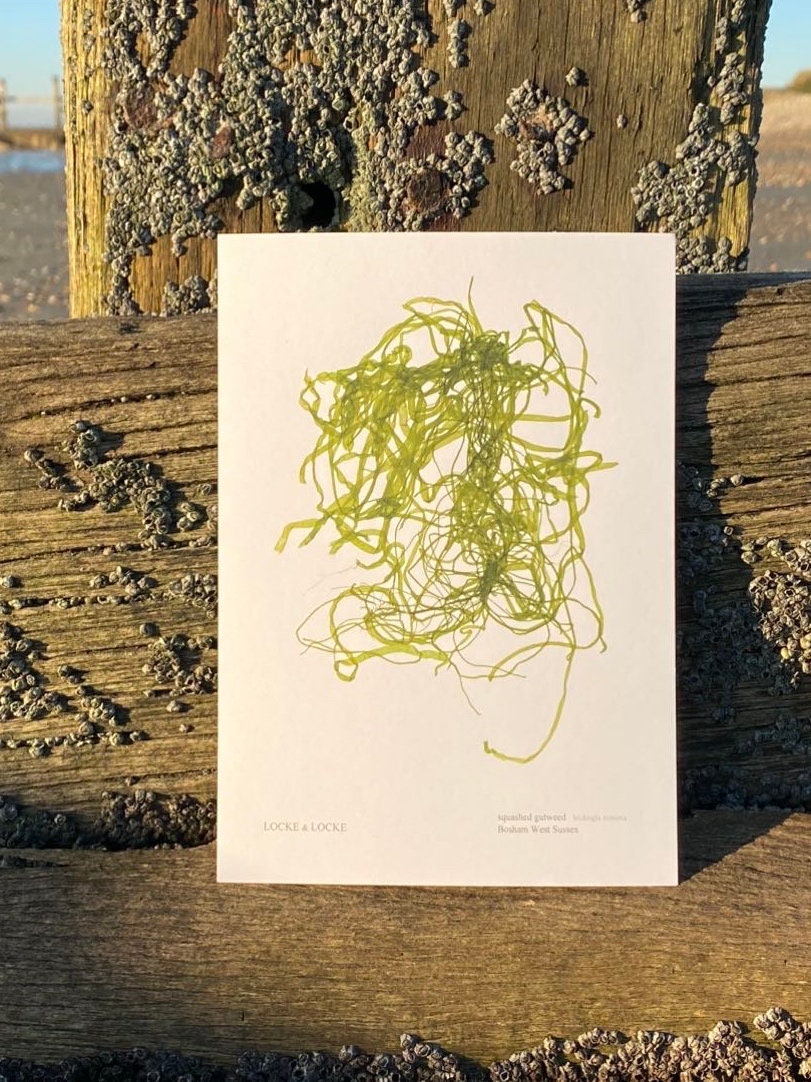 Pressed Seaweed Print - Squashed Gutweed, Bosham, West Sussex - Etsy