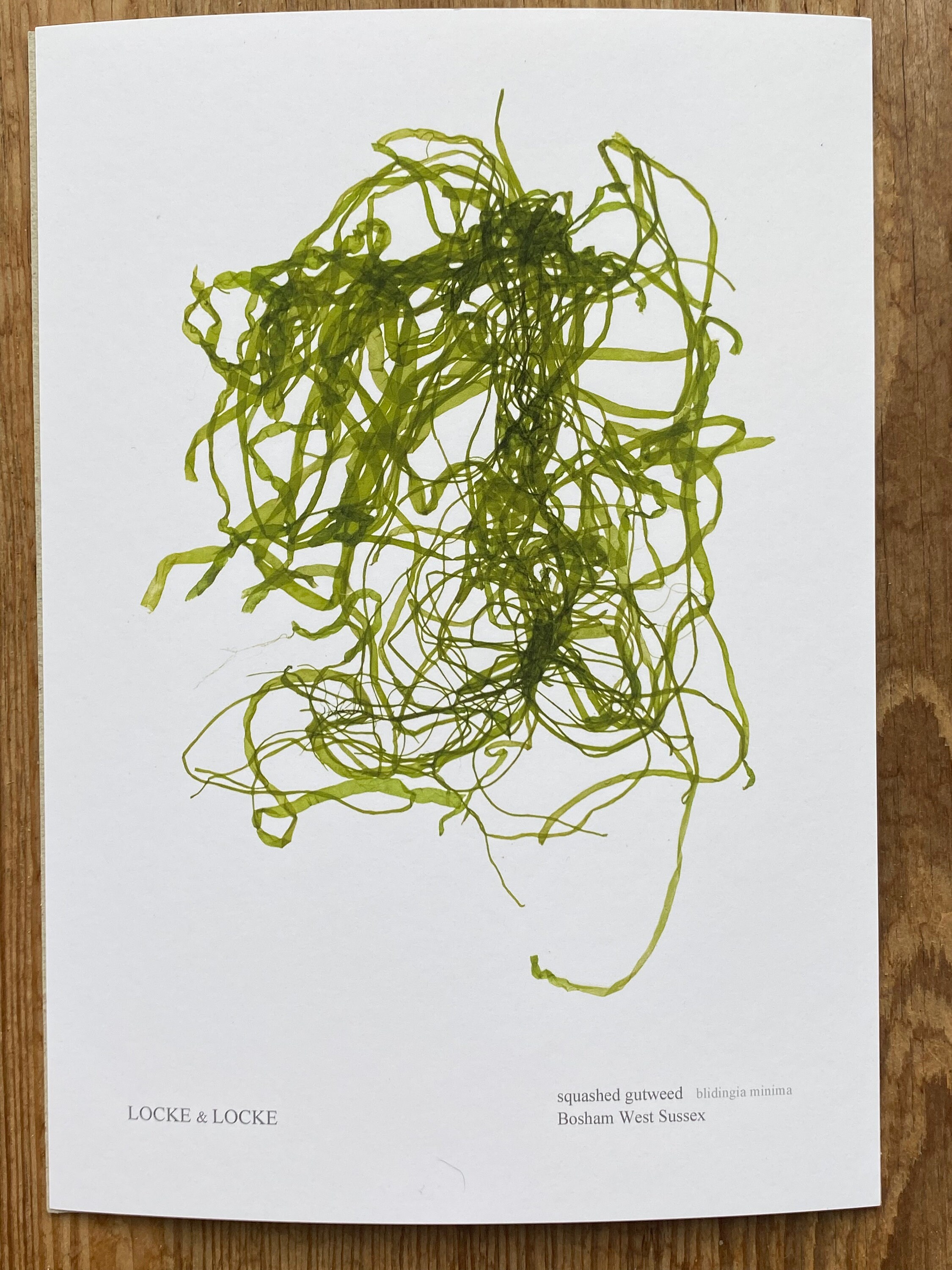 Pressed Seaweed Print - Squashed Gutweed, Bosham, West Sussex - Etsy