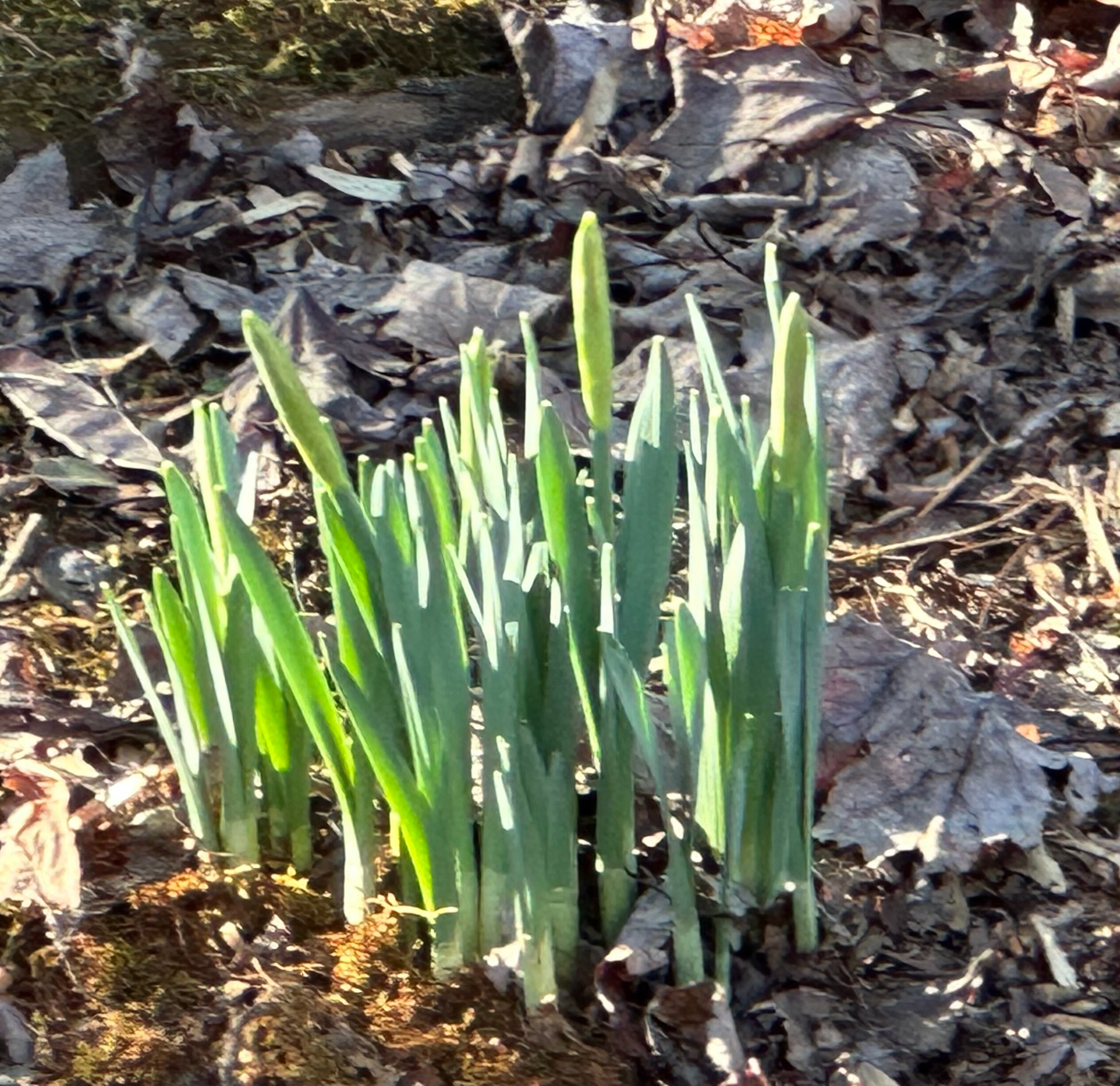 WILD Daffodils lent Lily LIVE Plants-gallon Pot W Soil It's Spring We ...