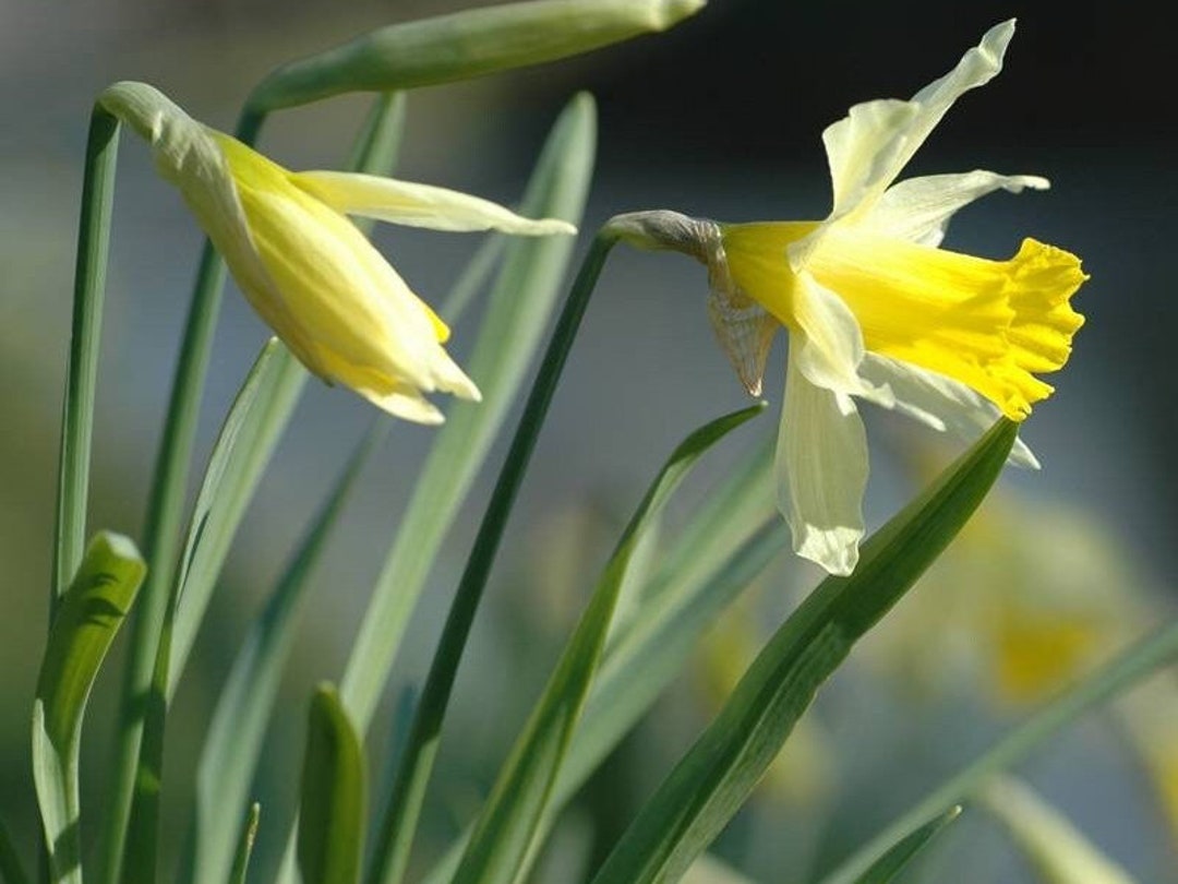 WILD Daffodils lent Lily LIVE Plants-gallon Pot W Soil It's Spring We ...