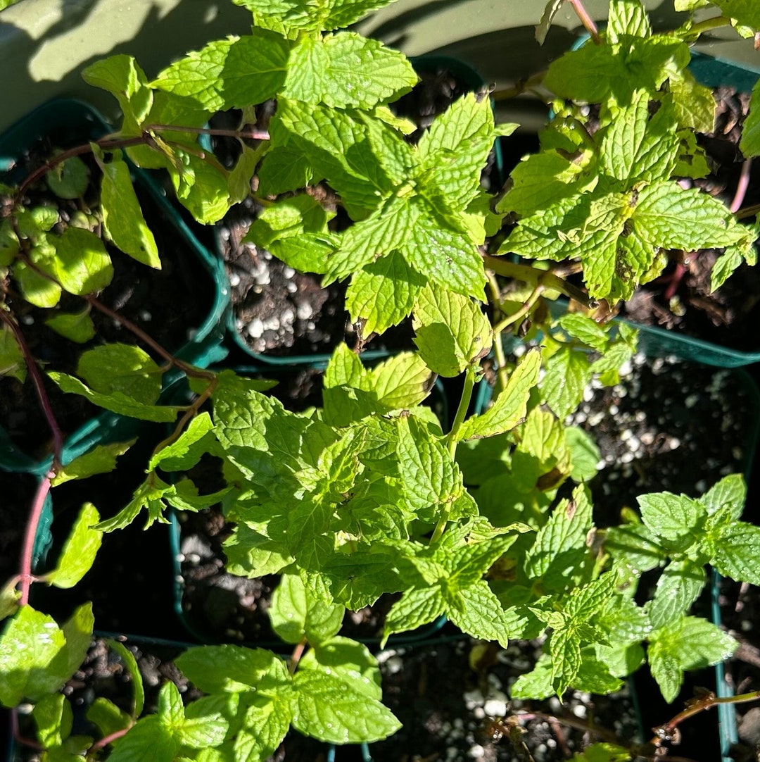 Organic Black PEPPERMINT Live Starter Plants Grown Outdoors From Seed ...