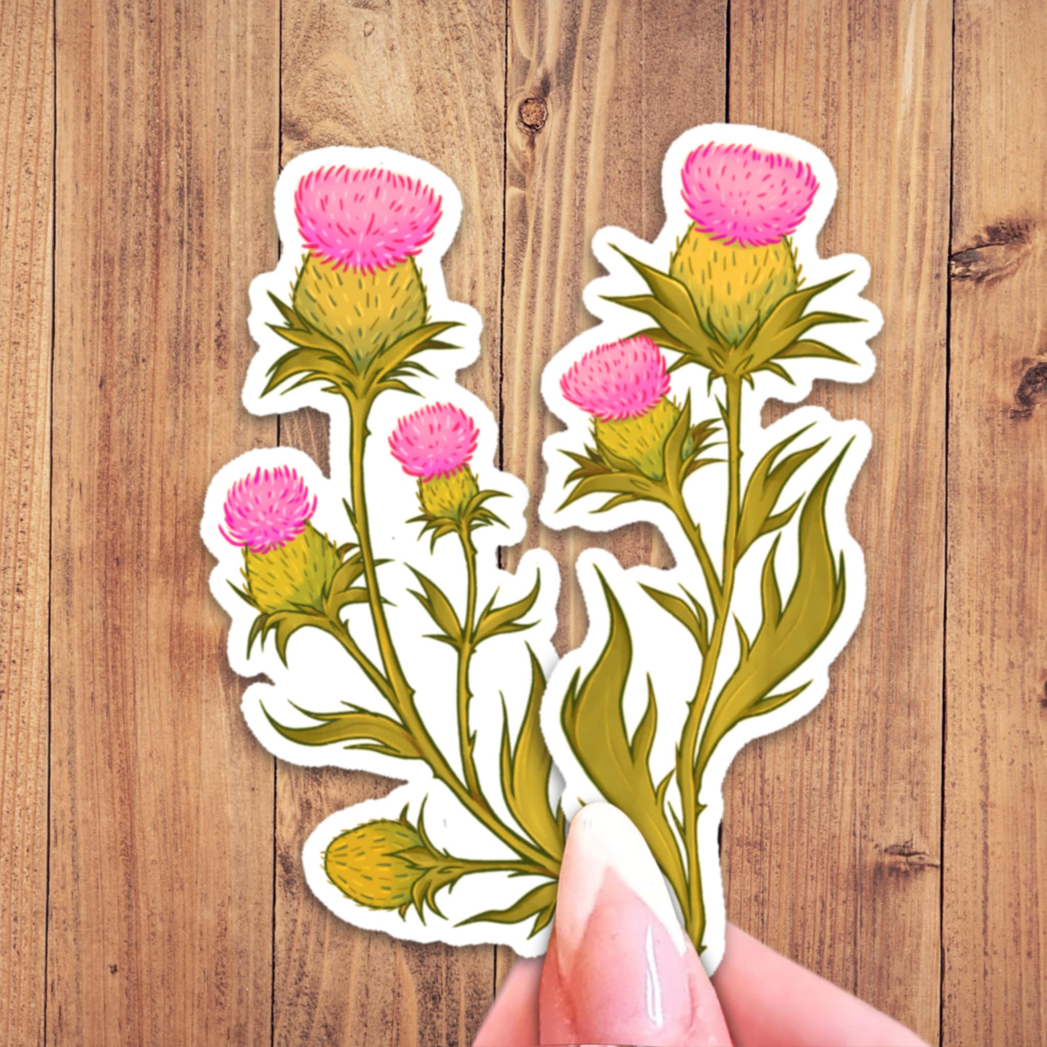 Thistle Sticker Pack 3x Scottish Thistle Highlands Nature - Etsy