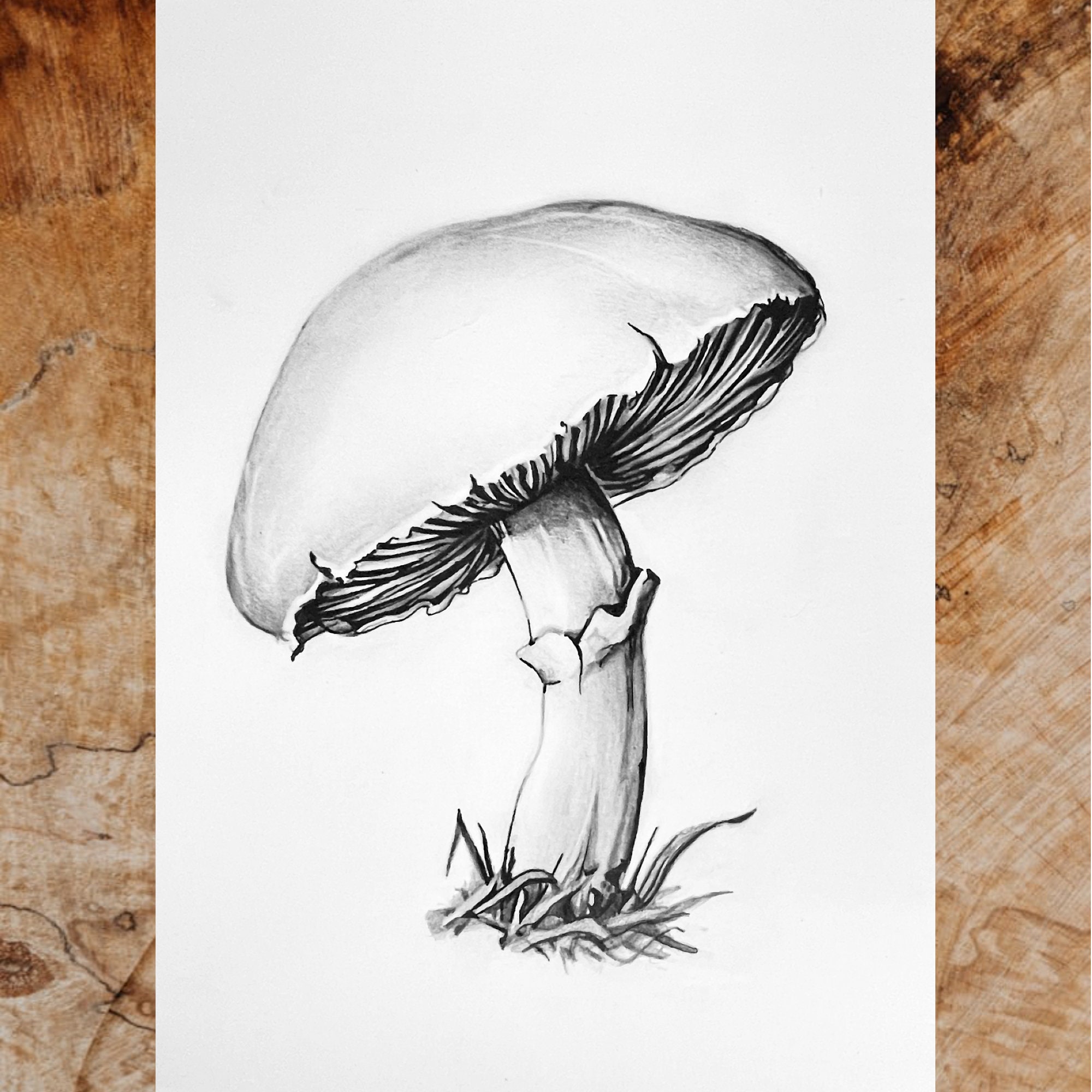 Original Mushroom Drawing, Mushroom Pencil Drawing, Mushroom, Mushroom ...