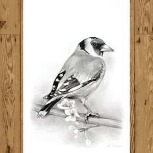 Original Finch Drawing, Finch Pencil Drawing, Finch Picture, Finch Fine ...