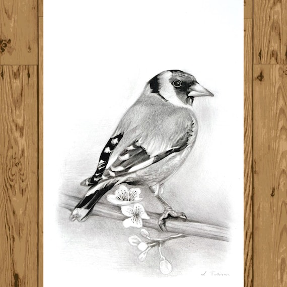 How To Draw A Finch