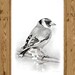 Original Finch Drawing, Finch Pencil Drawing, Finch Picture, Finch Fine ...