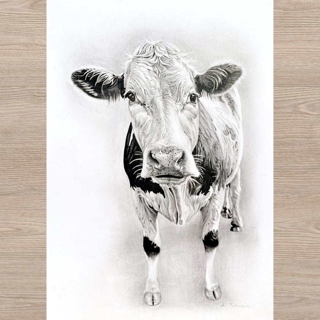 Original Cow Drawing, Cow Pencil Drawing, Cow Picture, Cow Fine Art ...