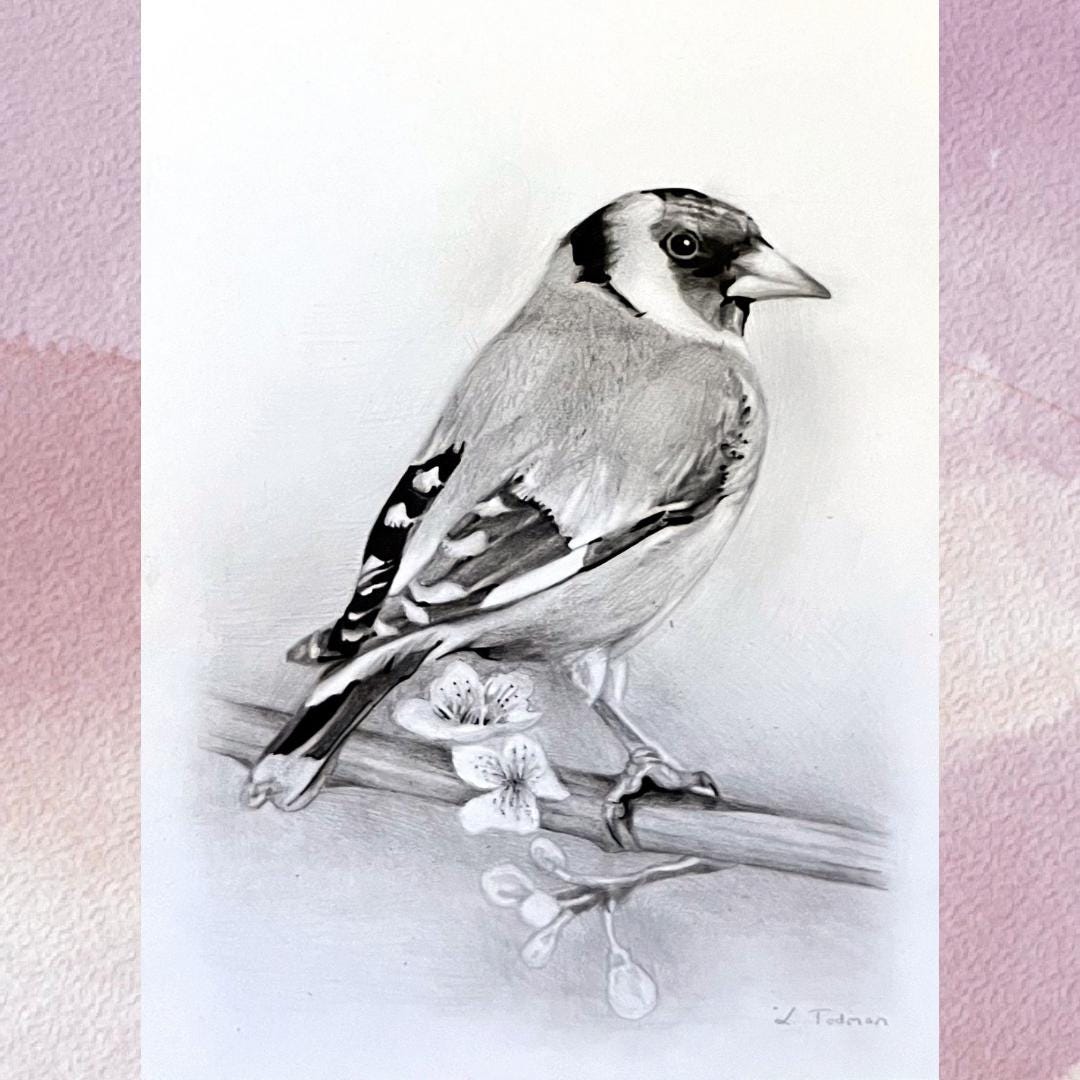 Original Finch Drawing, Finch Pencil Drawing, Finch Picture, Finch Fine ...