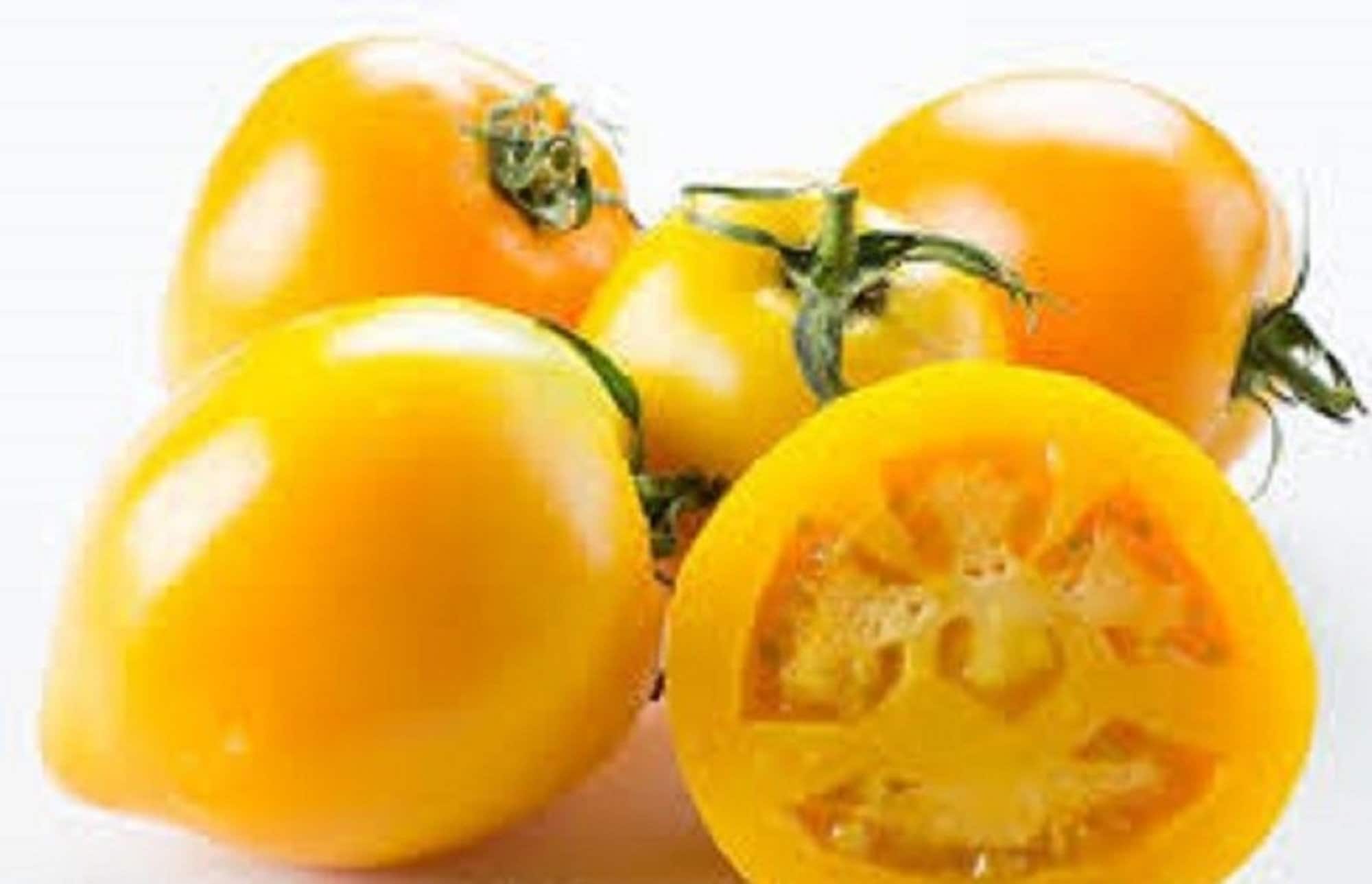 Golden Jubilee Tomato Seeds heirloom Non-gmo COMBINED - Etsy Canada