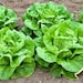 1000+ Heirloom Vegetable Seeds - 8 Variety Garden Pack #12 Organic ...