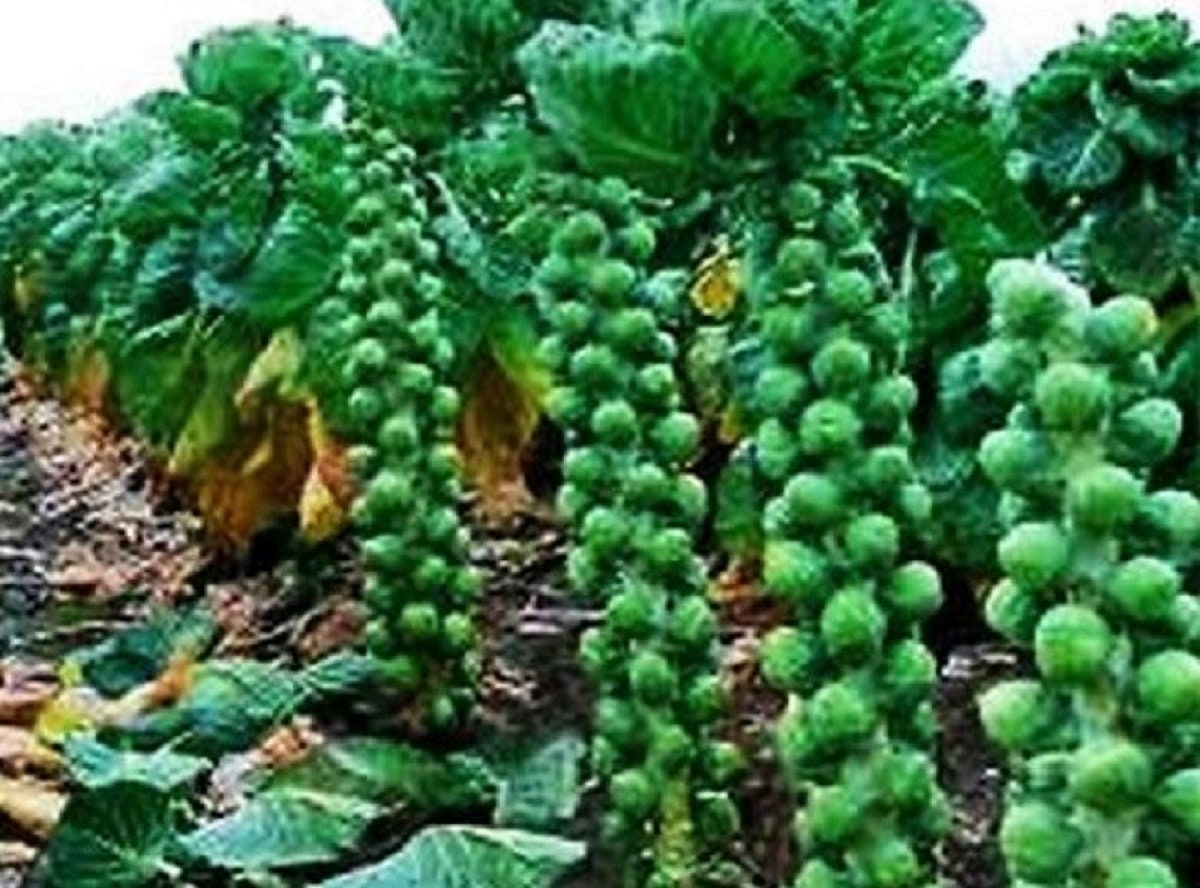 250 Long Island Improved Brussel Sprouts Seeds Heirloom fast Flat Rate ...