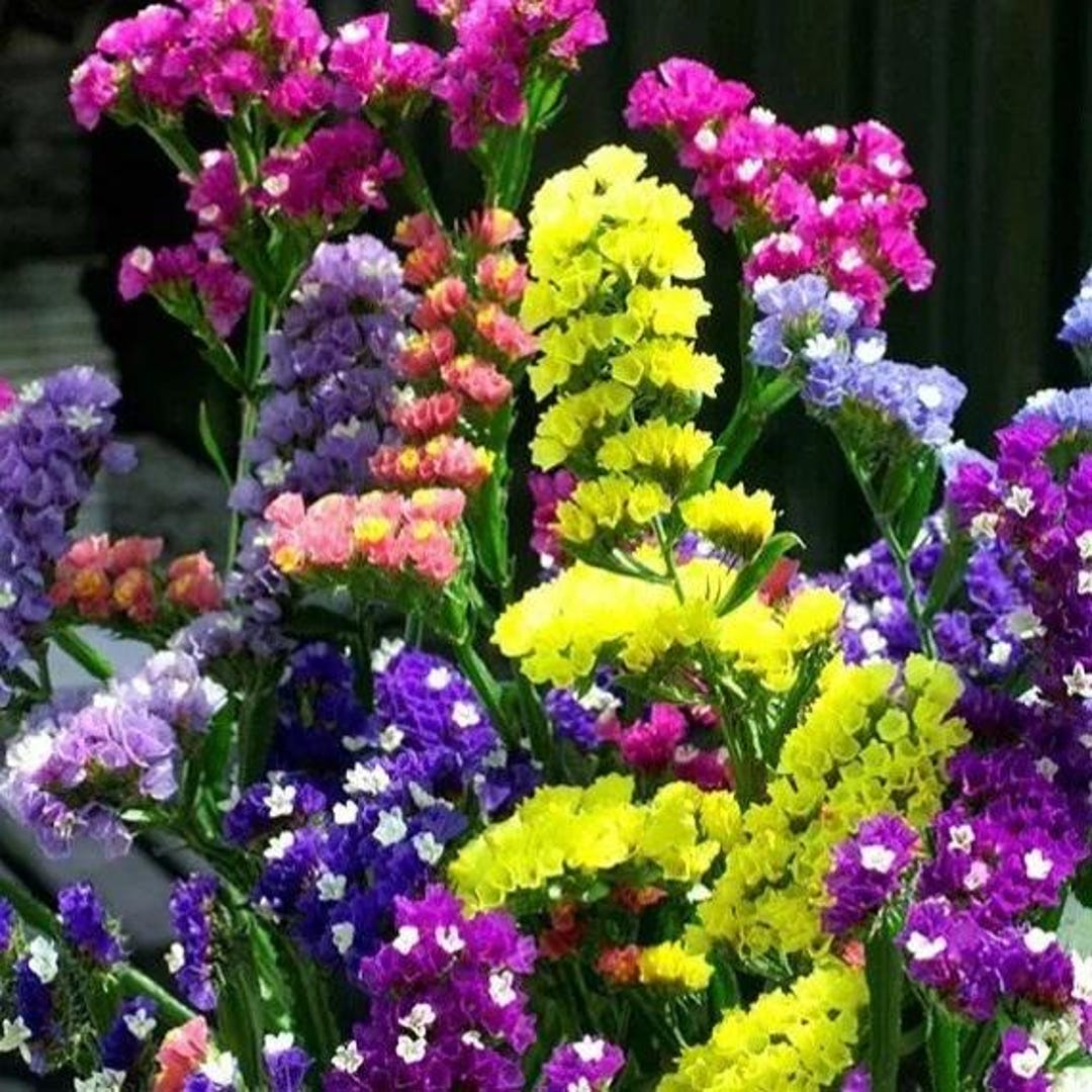 100 Annual Statice Art Shade Flower Blend Beautiful Mix of Colors All ...