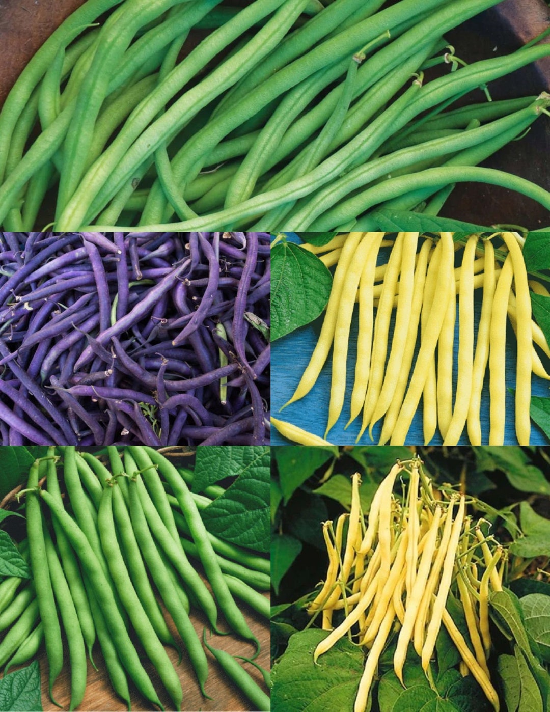 Bean Seeds 100+ Ultimate Bush Bean Seed Collection #2 - 5 Varieties ...