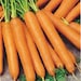 1000+ Heirloom Vegetable Seeds - 8 Variety Garden Pack #12 Organic ...