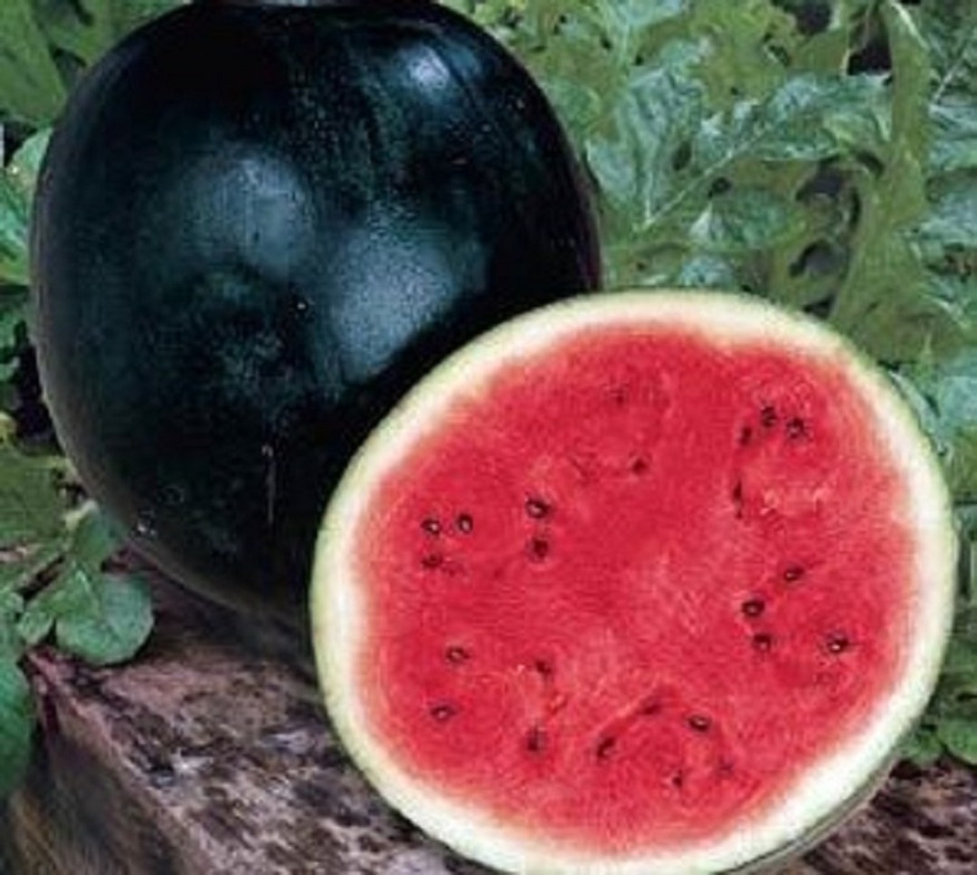 Watermelon Seeds 25+ Sugar Baby Watermelon Seeds -heirloom - COMBINED ...