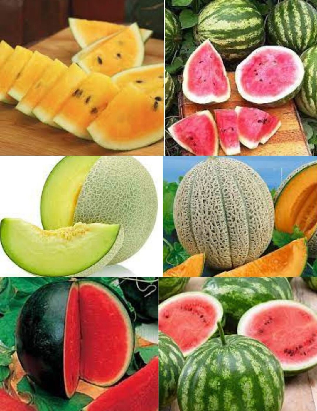 Ultimate Melon Collection - 125+ Melon Seeds -heirloom All Canadian ...