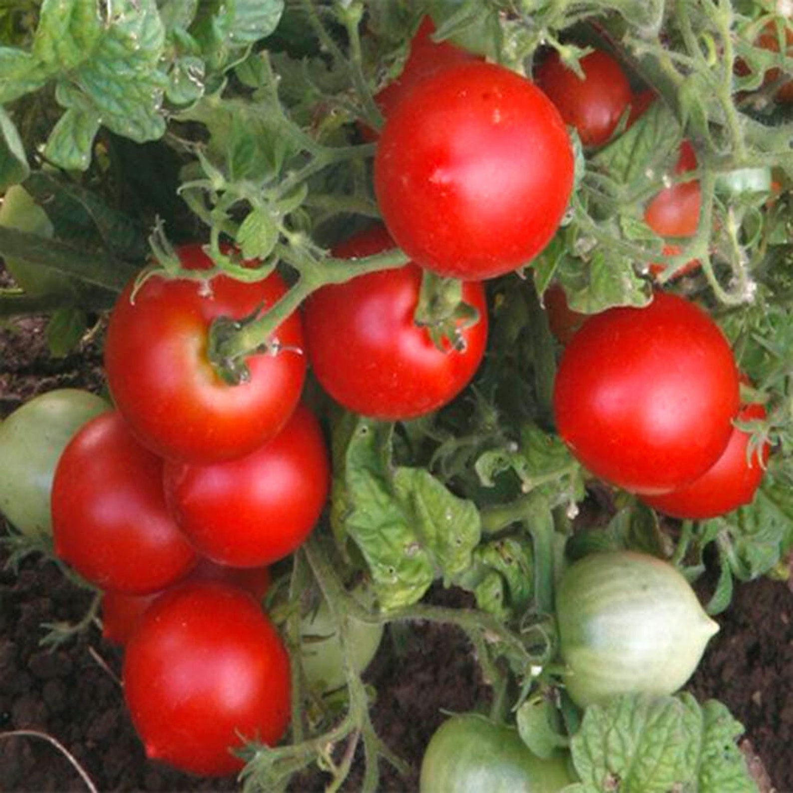 1000+ Heirloom Vegetable Seeds - 8 Variety Garden Pack #12 Organic ...