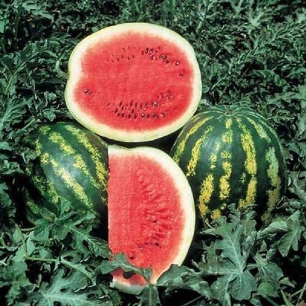 Ultimate Melon Collection 125 Melon Seeds heirloom fast Flat Rate ...