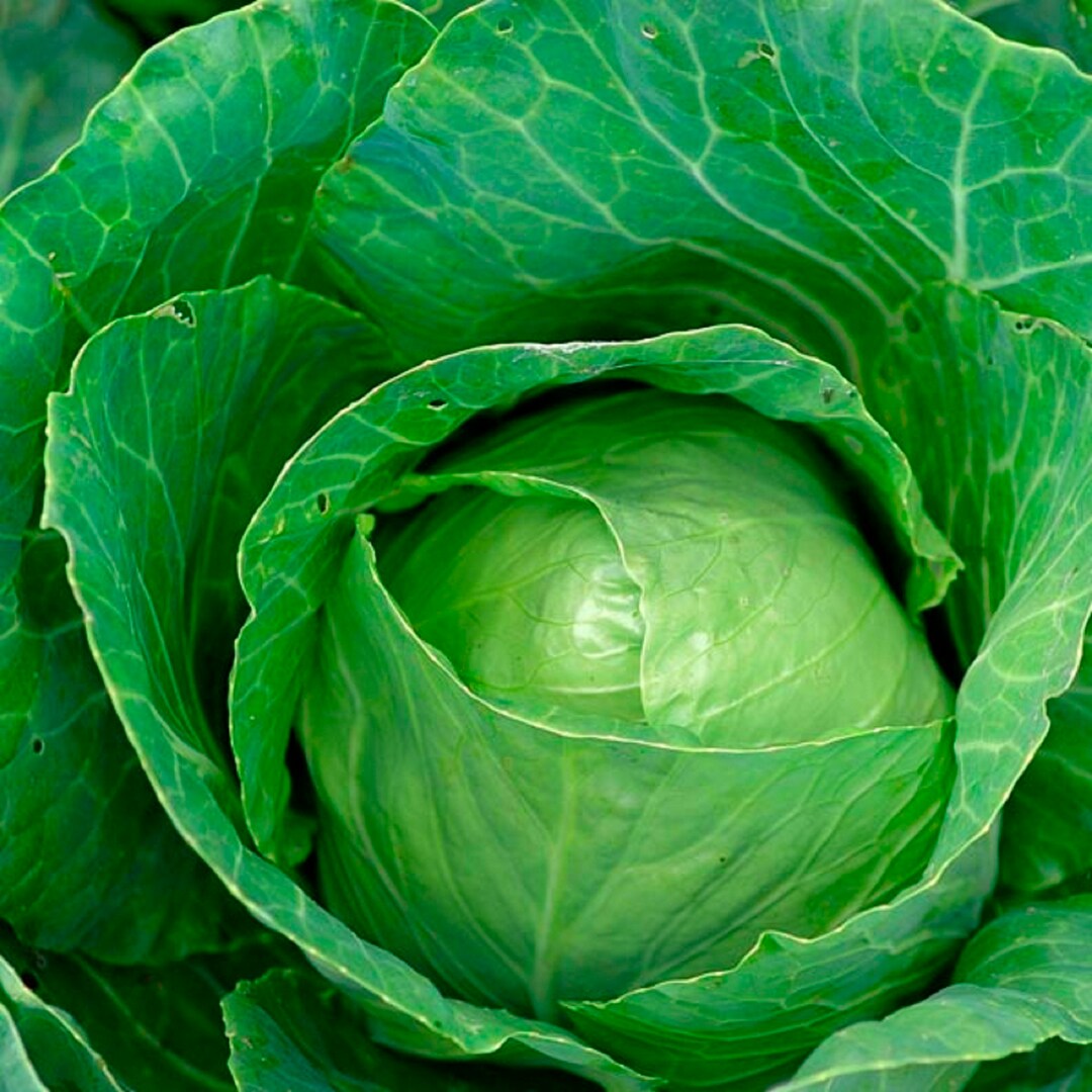Vegetable Seeds 250+ Copenhagen Cabbage- Non-hybrid - Non-gmo - Perfect ...