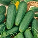 1000+ Heirloom Vegetable Seeds - 8 Variety Garden Pack #12 Organic ...