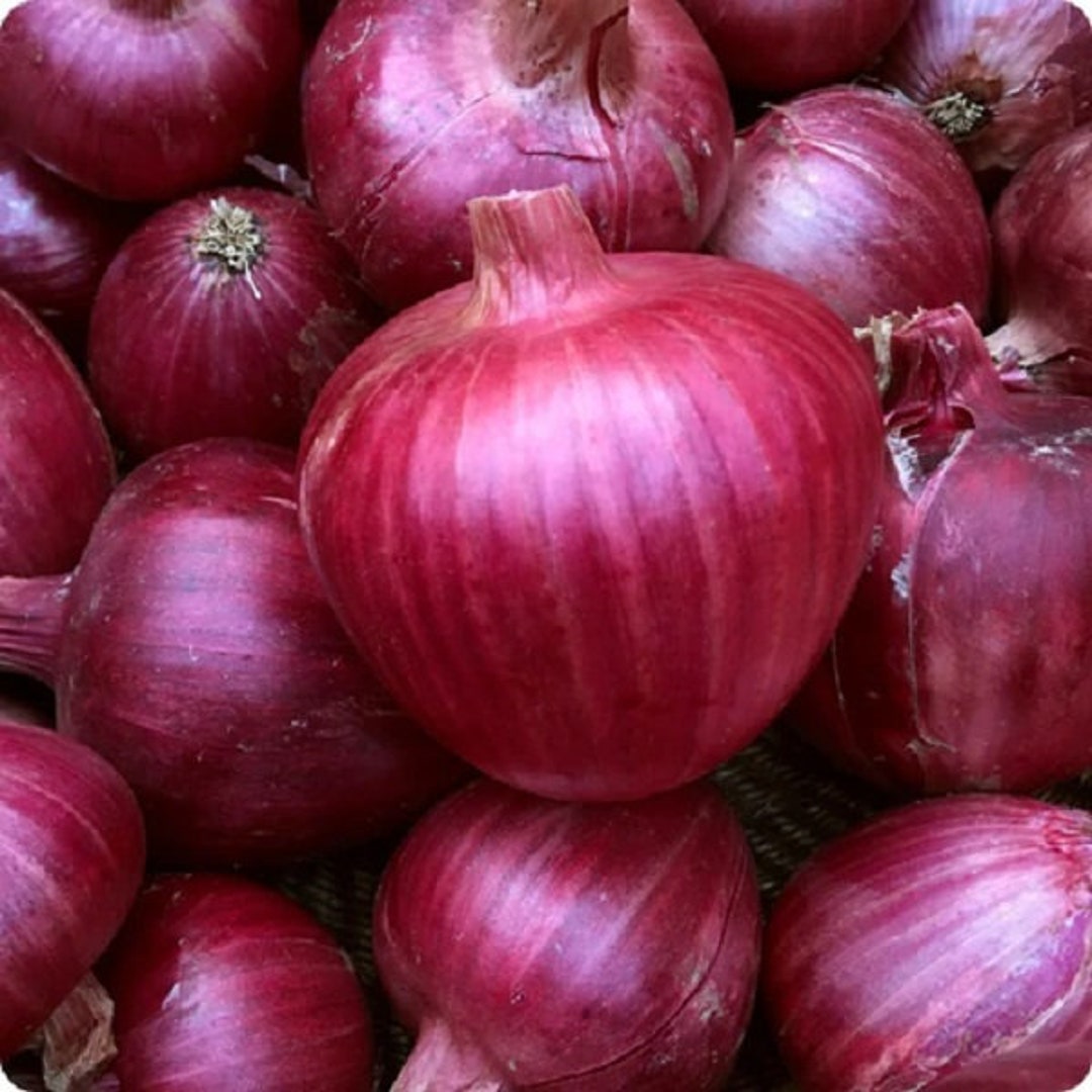 150+ Rossa Di Milano Onion Seeds- Heirloom All Canadian Heirloom Seeds ...