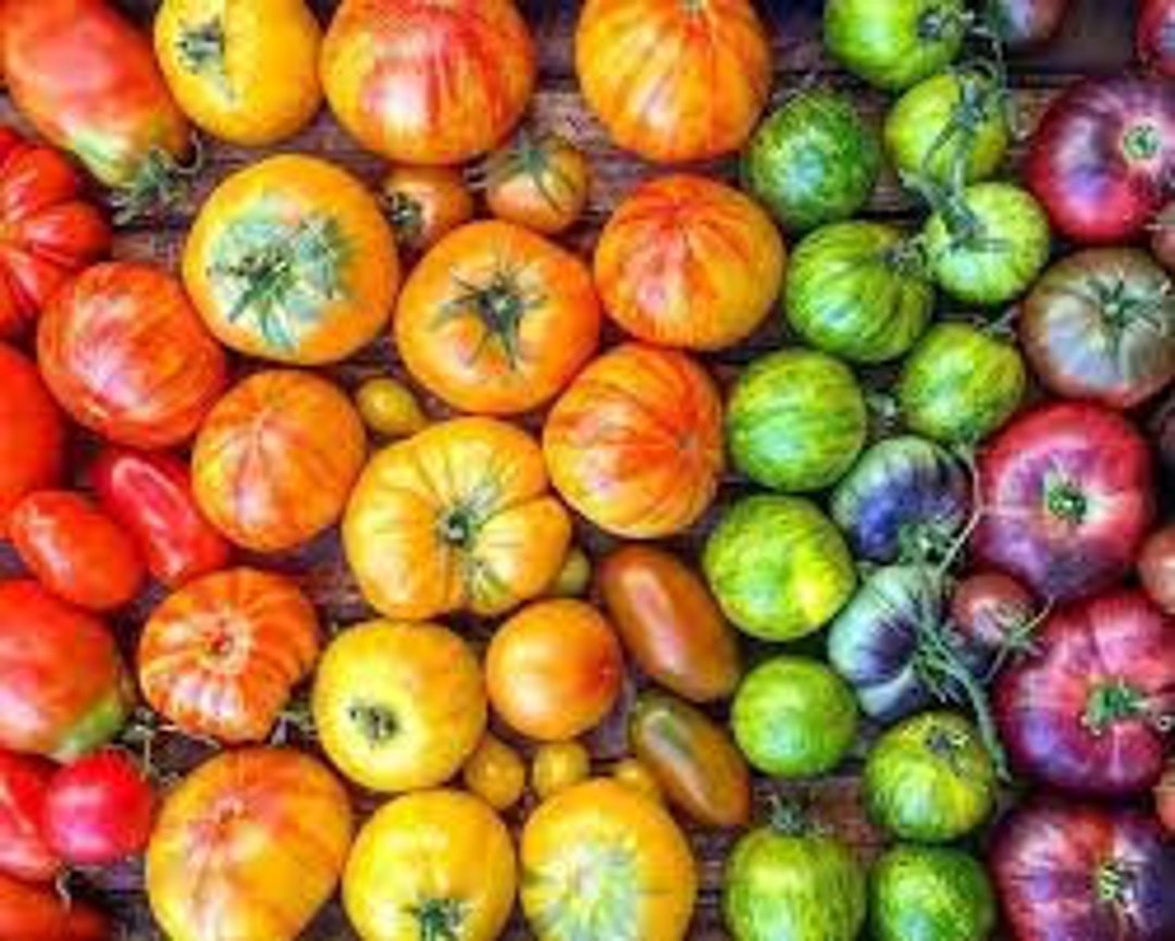 Rainbow Blend Heirloom Tomato Seeds heirloom COMBINED Shippingfast Flat ...